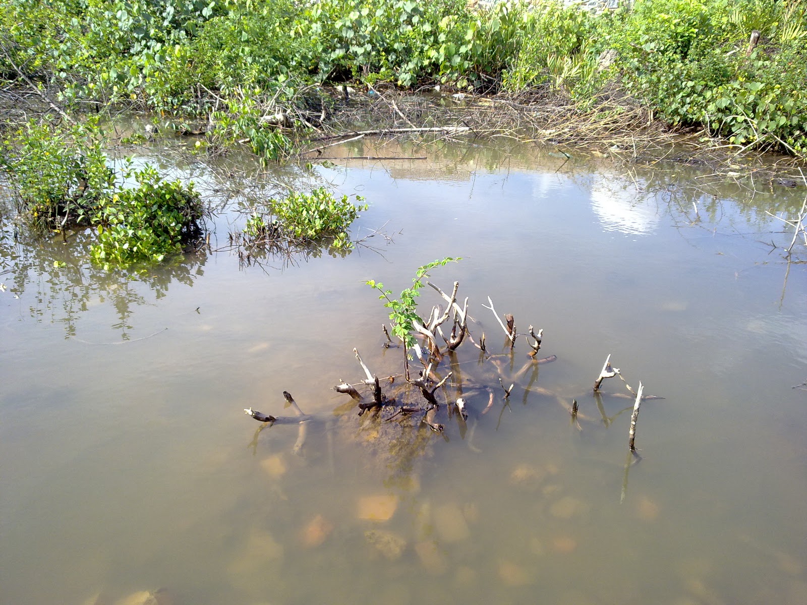 Foto Kegiatan Ekosistem Estuaria :: Elsafo's