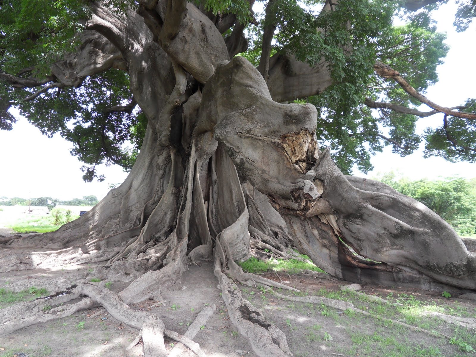 Trilhos e Encruzilhadas: Missirah - Ceiba / Fromager / Kapok tree