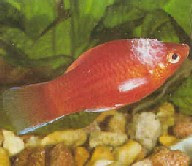 AQUARIUM PROFESSIONAL GROUP: Columnaris