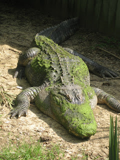 Building The Okefenokee Swamp Model Railroad in On30: Close Up Pictures ...