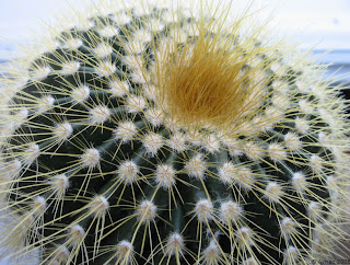 MOON FLOWER'S STORY COLLECTION: 18. The Proud Red Rose