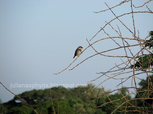 Pardal Doméstico ~ Juliana Sphynx