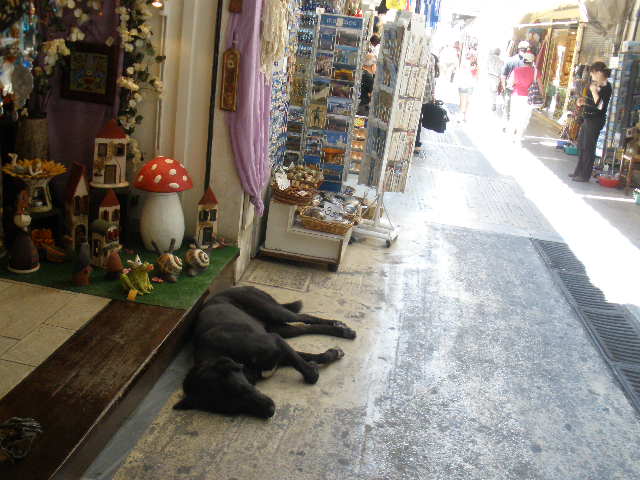 Changing Courses by Edee Dalke: Greek street dogs