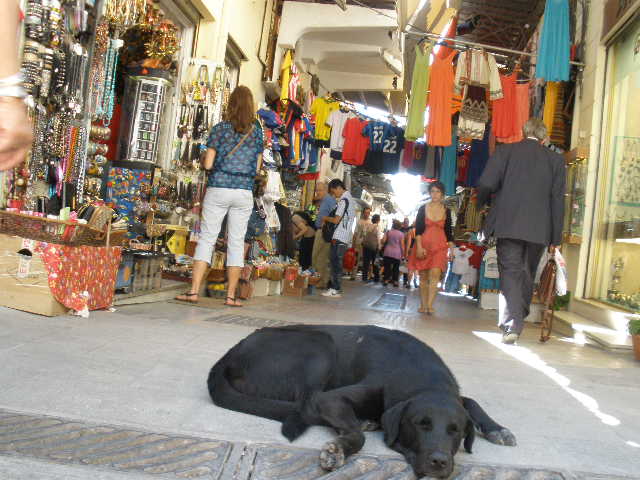 Changing Courses by Edee Dalke: Greek street dogs
