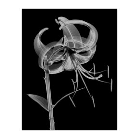 Keeping Your Head in (All) the Game(s): Flower Radiography