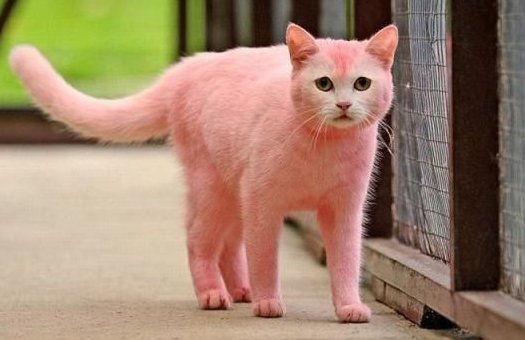 Keeping Your Head in (All) the Game(s): A Cat of a Different Color