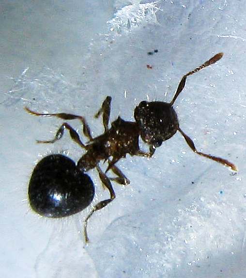 Photos and Info on Ants and Termites of Malaysia: Meranoplus