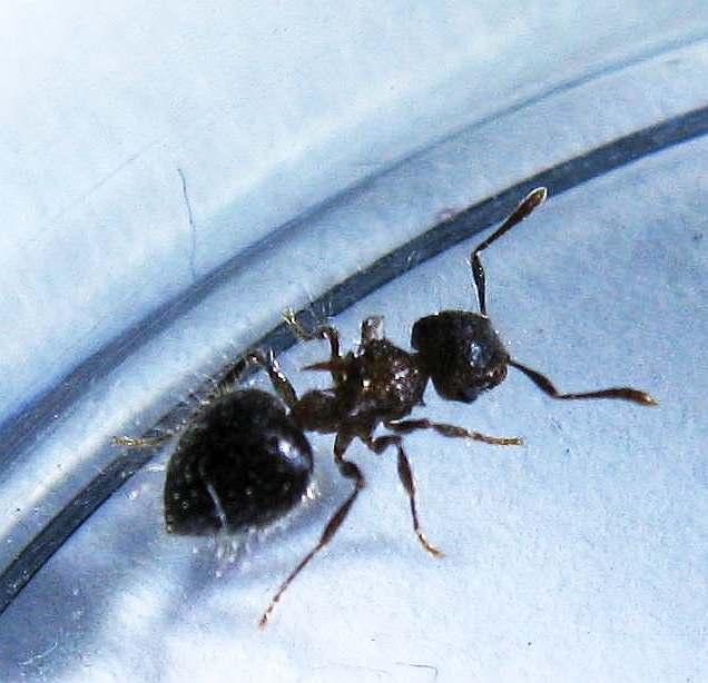 Photos and Info on Ants and Termites of Malaysia: Meranoplus