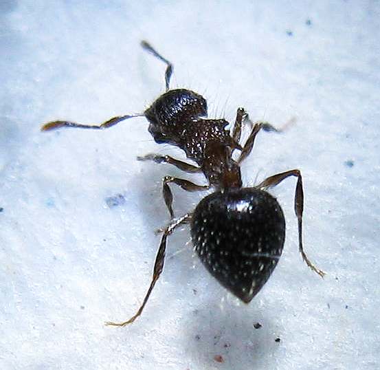 Photos and Info on Ants and Termites of Malaysia: Meranoplus