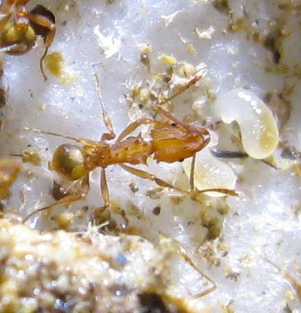 Photos and Info on Ants and Termites of Malaysia: Proatta Butteli