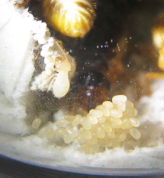 Photos and Info on Ants and Termites of Malaysia: Macrotermes Gilvus