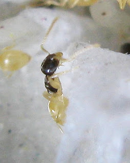 Photos and Info on Ants and Termites of Malaysia: Tapinoma ...