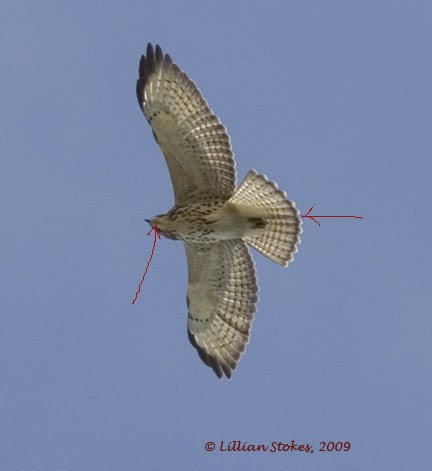 Broad Winged Hawk In Flight