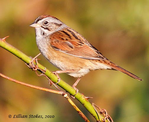 STOKES BIRDING BLOG: Cape May Historic Bird Flight