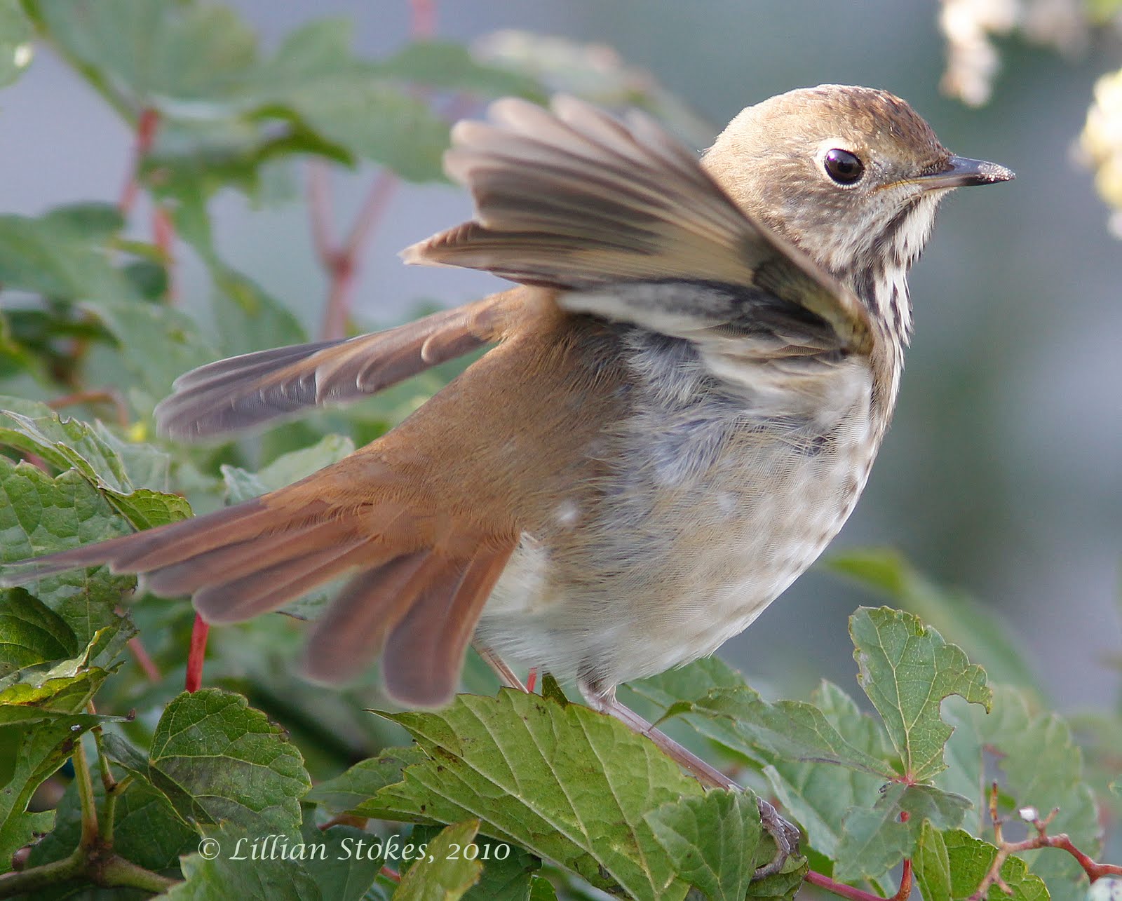 Nightingale Bird In Flight