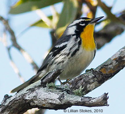 STOKES BIRDING BLOG: Yellow-throated Warbler, Yum spider!