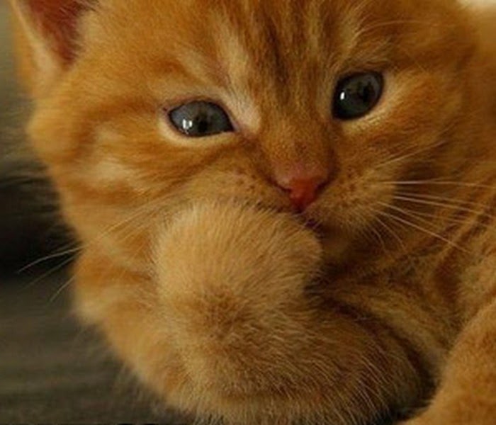 Ser chato é uma arte, ser legal faz parte.