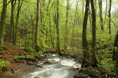Skogens år 2011: Skogens pärlor