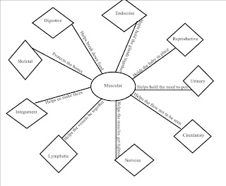 debbie's Anatomy Class: Muscular Graphic Organizer