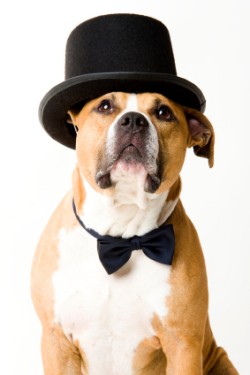 Ya estoy de novia!: Atuendos para tu perrito en el dia de tu boda!