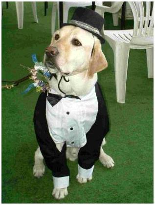 Ya estoy de novia!: Atuendos para tu perrito en el dia de tu boda!