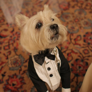 Ya estoy de novia!: Atuendos para tu perrito en el dia de tu boda!