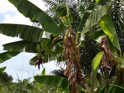 Cooking African: Plantain Power: Thousands and Millions