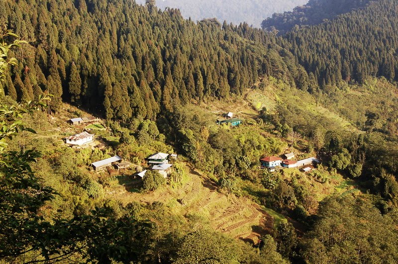 West Bengal Tour & Travel: Travellers destination to Lava - Loleygaon ...