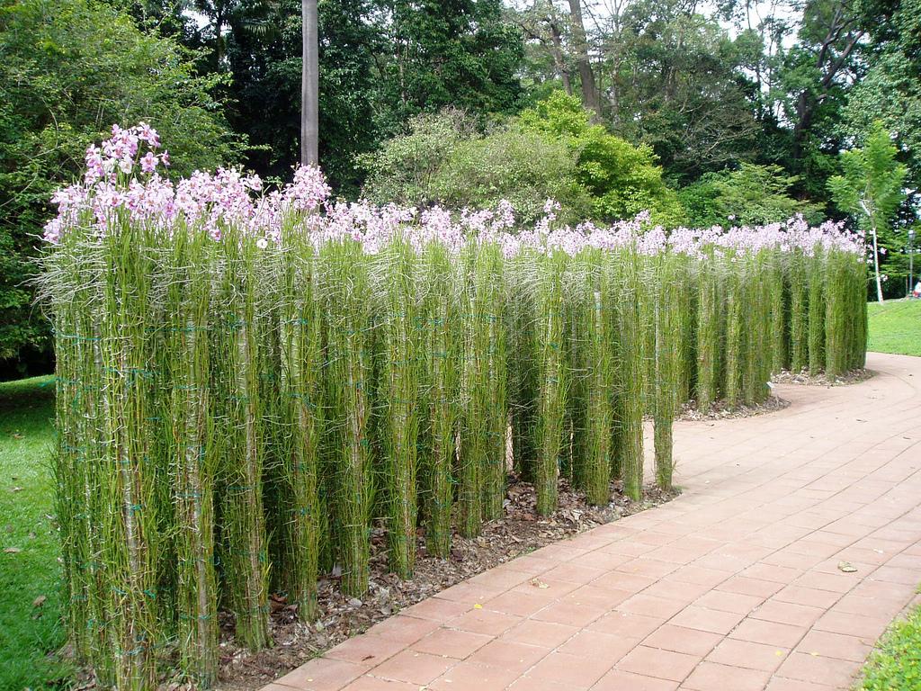 terete Miss Joachim - Orchid Board - Most Complete Orchid Forum on the ...