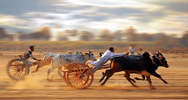 Bull Cart Race in Pakistan