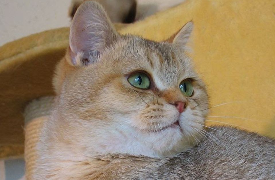 Britisch Kurzhaar und Britisch Langhaar Rassekatzen in cinnamon und ...