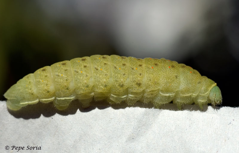 LARVA DE MARIPOSA - Imagui