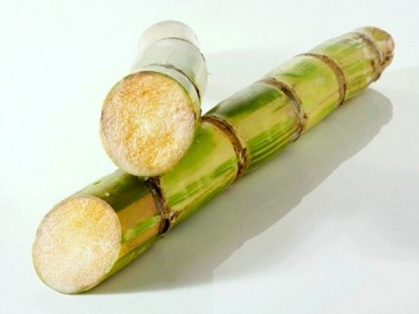 BUDIDAYA TEBU - INDAHNYA BERBAGI