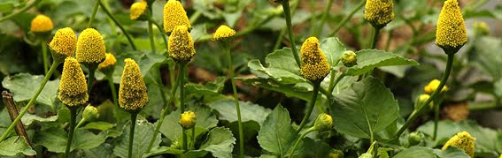 Flavors of Brazil: INGREDIENTS - Jambu