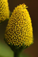 Flavors of Brazil: INGREDIENTS - Jambu