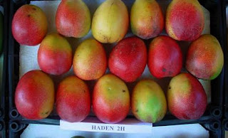 Flavors of Brazil: A Rainbow of Mangoes