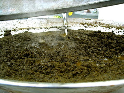 Flavors of Brazil: RECIPE - Maniçoba