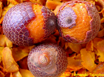 Flavors of Brazil: INGREDIENTS - Buriti, Another Superfruit from the Amazon