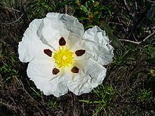 MONTALVO E AS CIÊNCIAS DO NOSSO TEMPO: A Flor da Esteva: Uma flor ...