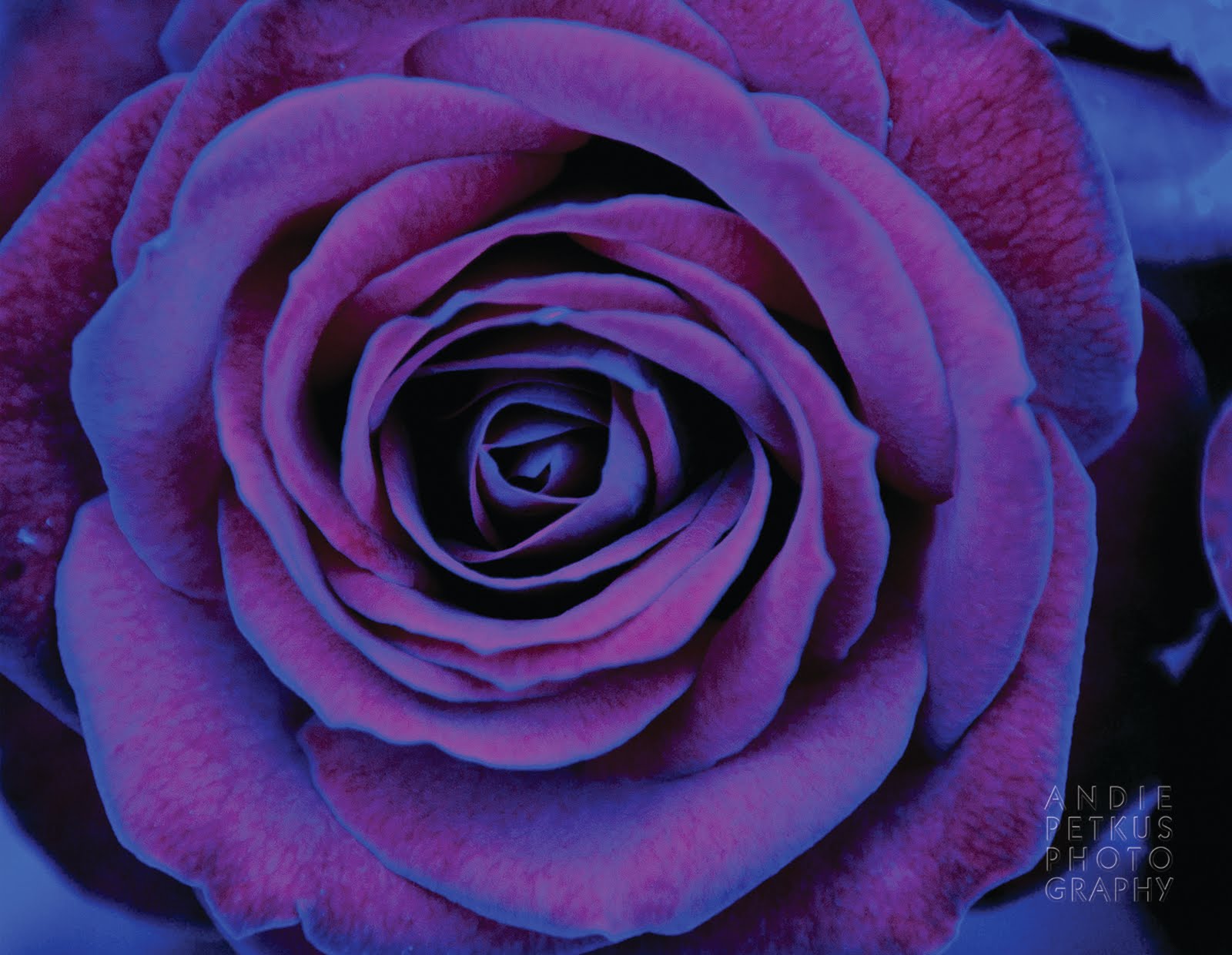 Andie's Photo Blog: Blue Roses
