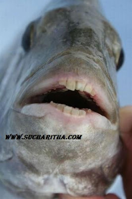 ALWAYZFUN: FISH TEETH LIKE HUMAN'S