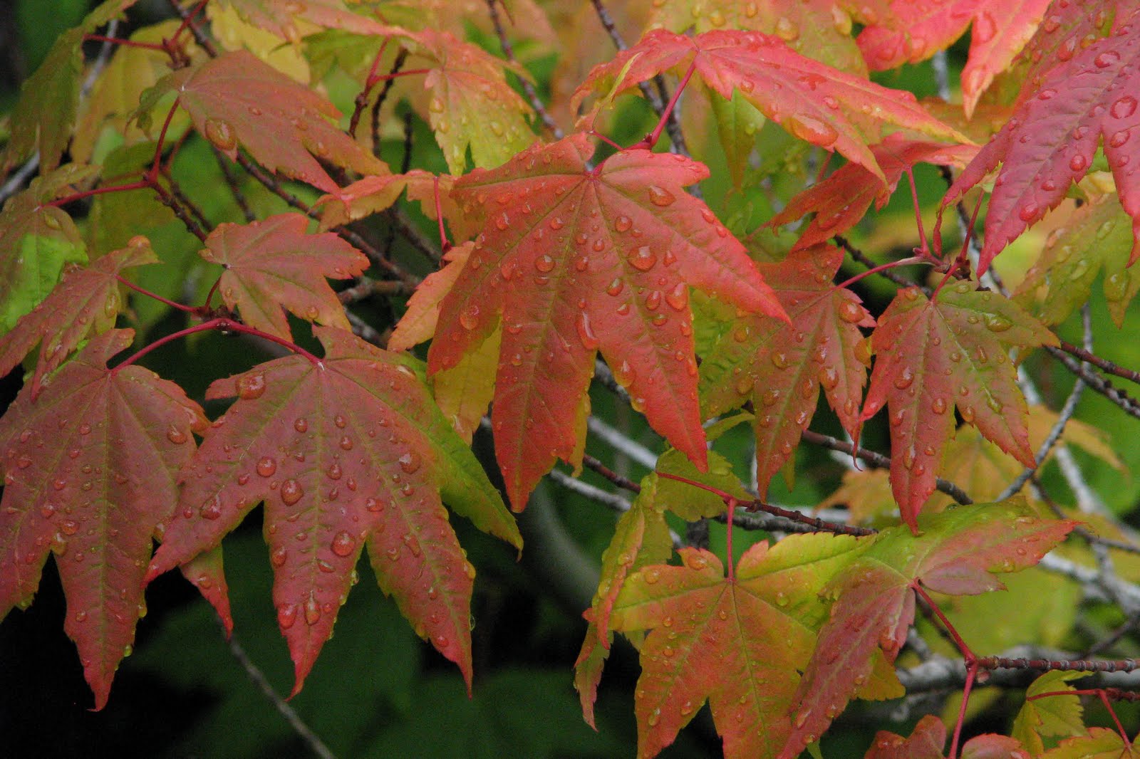 Linda's Lens: The First Fall Colors