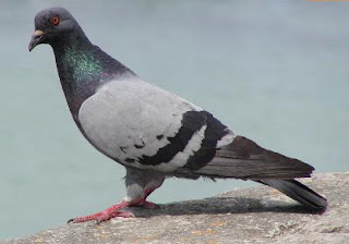 Biológica - Controle de Pragas Urbanas: O Pombo