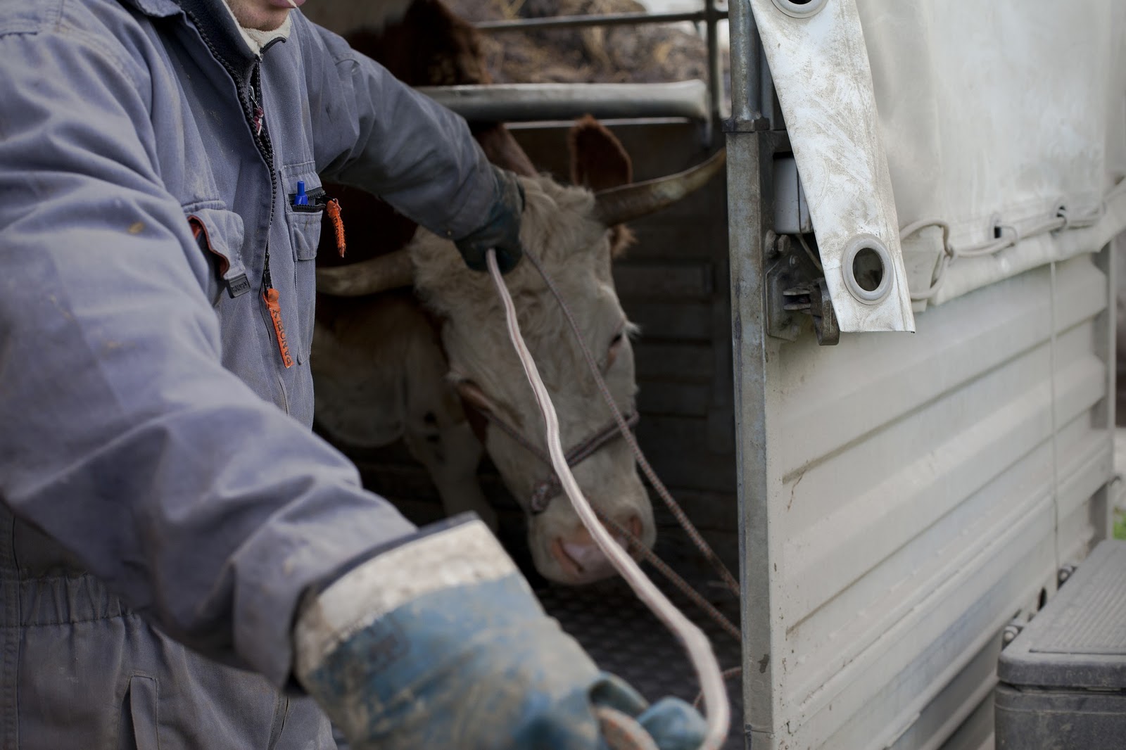 Paper Kay - the traveller, stargazer, storymonger, paintmaker: New cow ...