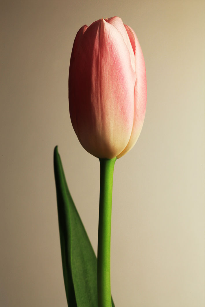 Jeffrey Kirby Photography: Single tulip