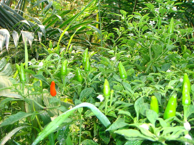 Agro Produce: Bird's eye Chili / Cabe rawit / Cili padi