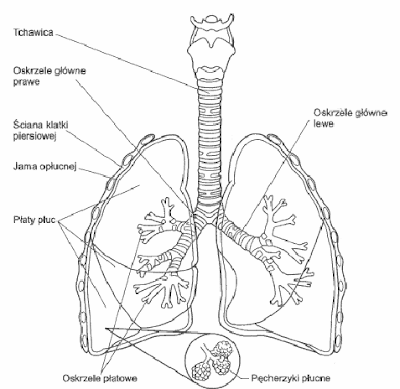 Rak Płuc: Rak płuc- podstawowa wiedza