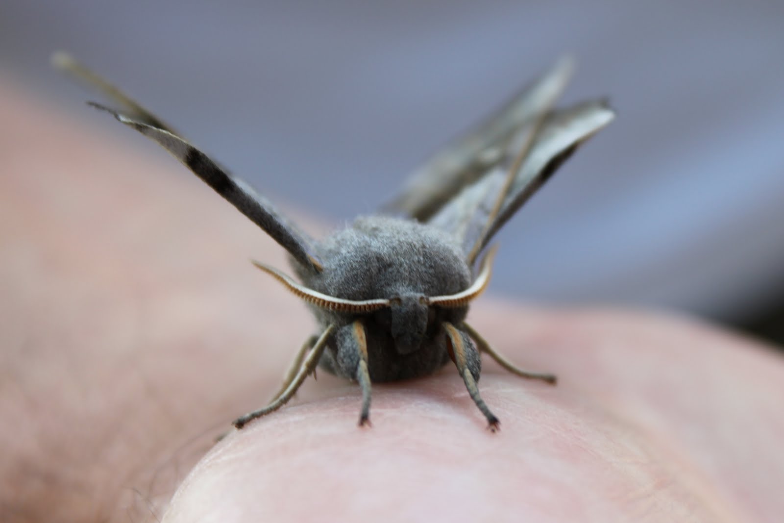 Scarcroft & District Allotment Association: July 2010