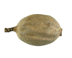 duelos y quebrantos: El carutal reverdece en "Peonía"