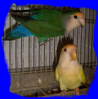 Gioie Bestiali Allevameno Inseparabili Roma: Nidi per pappagalli